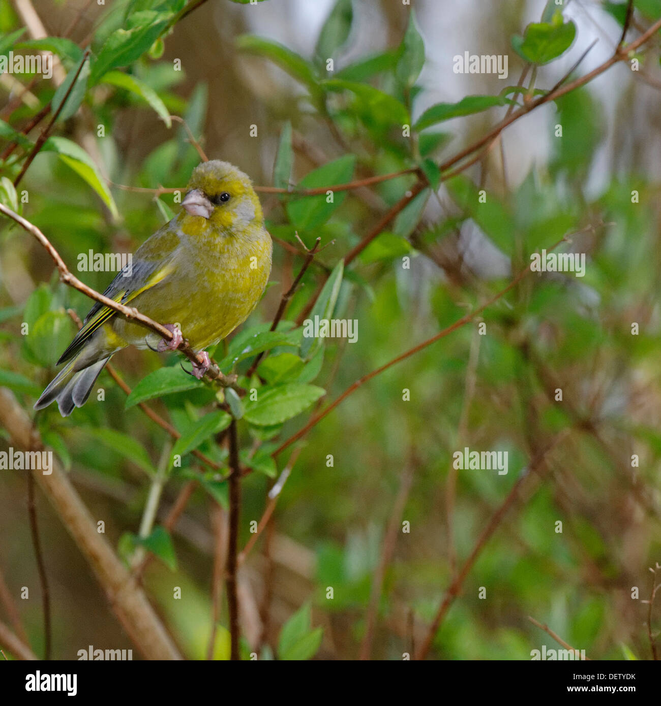 Welsh Garden birds : Perched male green finch Stock Photo - Alamy
