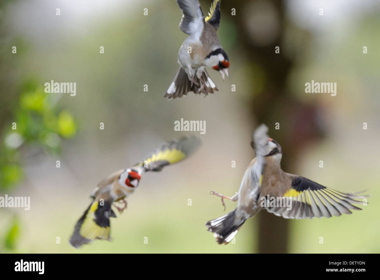 Gold finch flying hi-res stock photography and images - Alamy