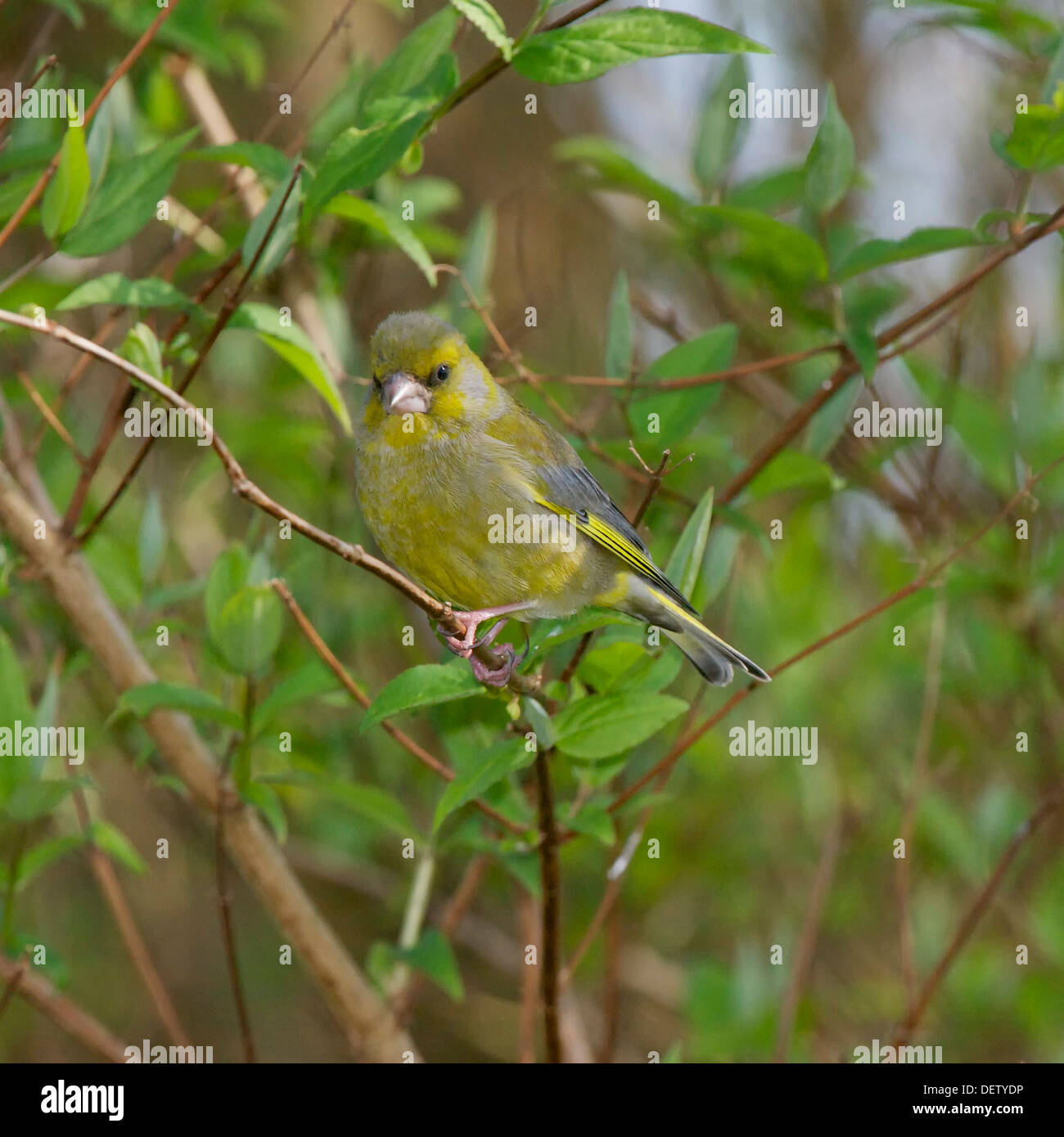Garden Birds North Wales High Resolution Stock Photography and Images ...