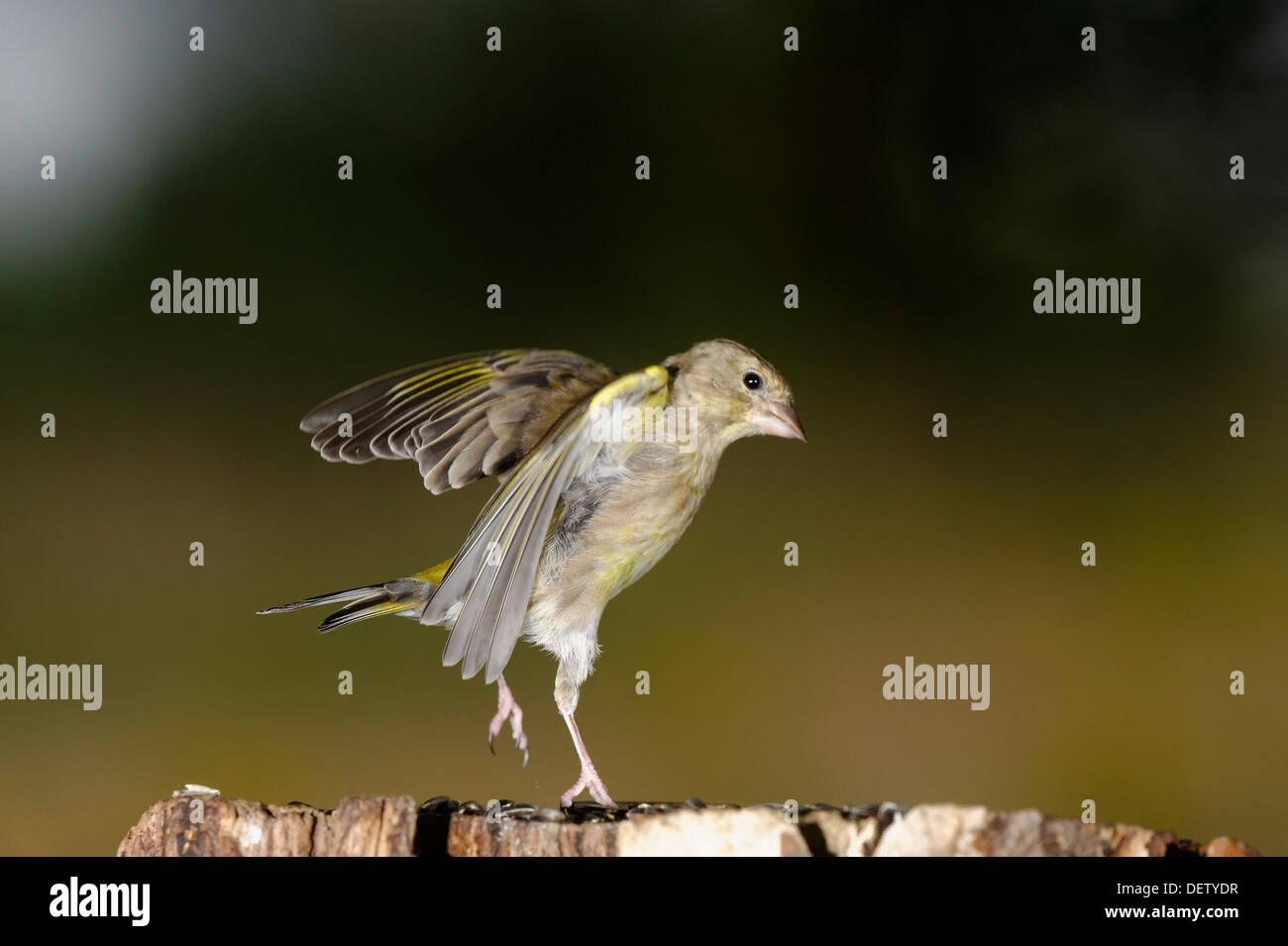 Welsh Garden birds : Green finch lands on a tree stump Stock Photo - Alamy