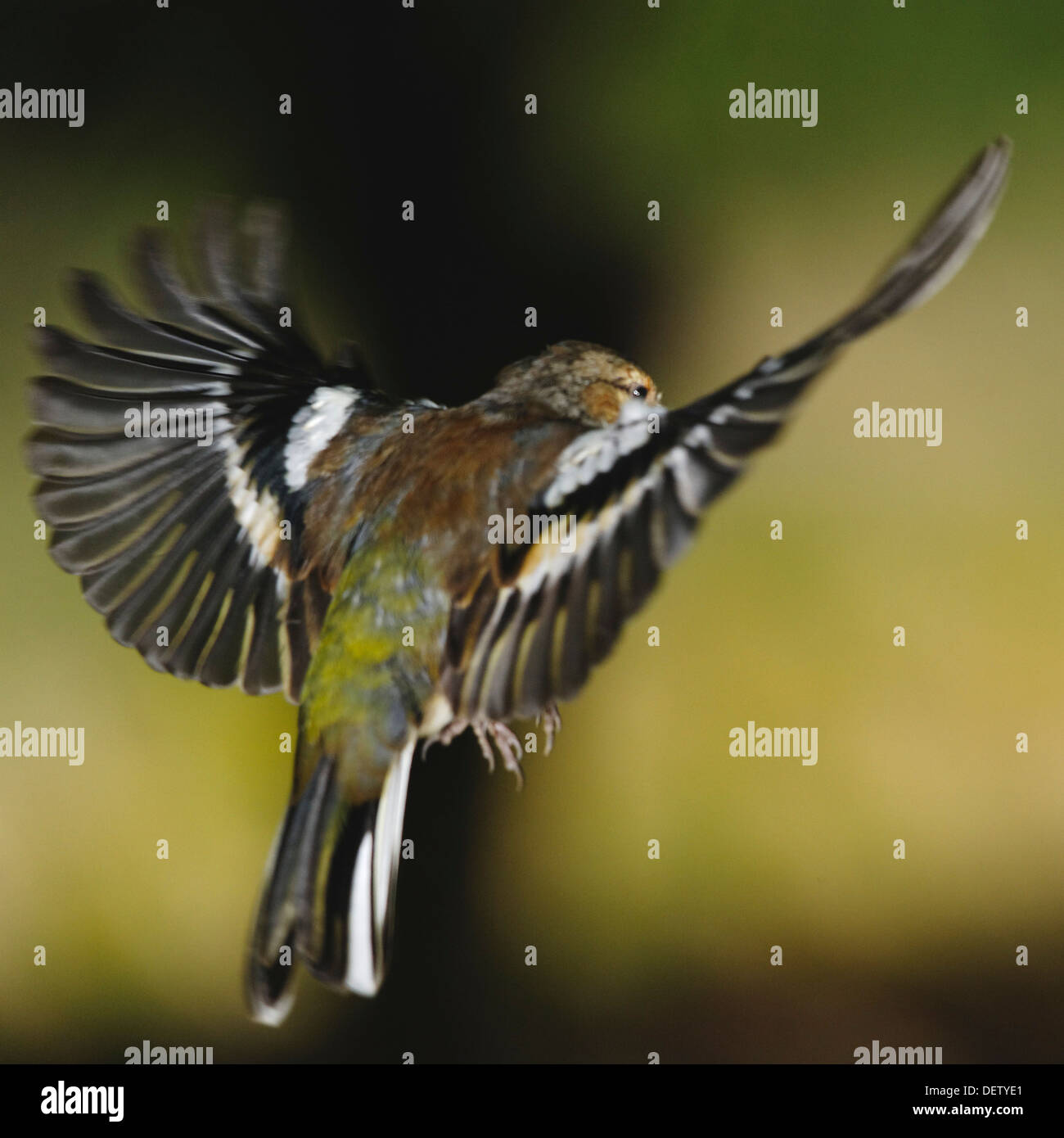 Welsh Garden birds : Male chaffinch landing Stock Photo - Alamy