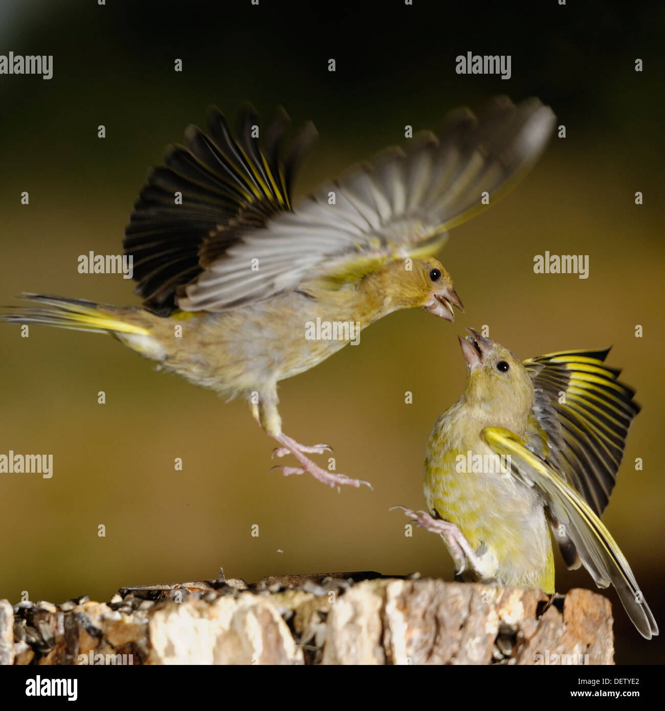 Welsh Garden birds : Two green finch fall out Stock Photo - Alamy