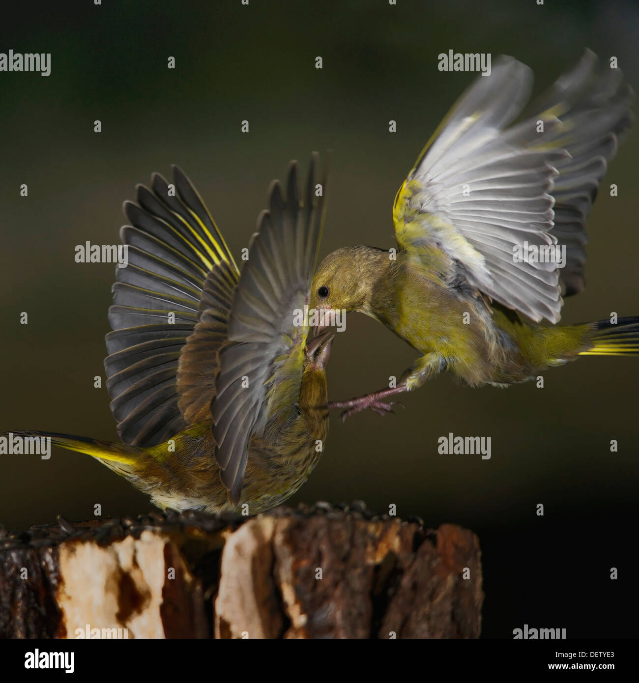 Welsh Garden birds : green finches competetively looking for food Stock ...