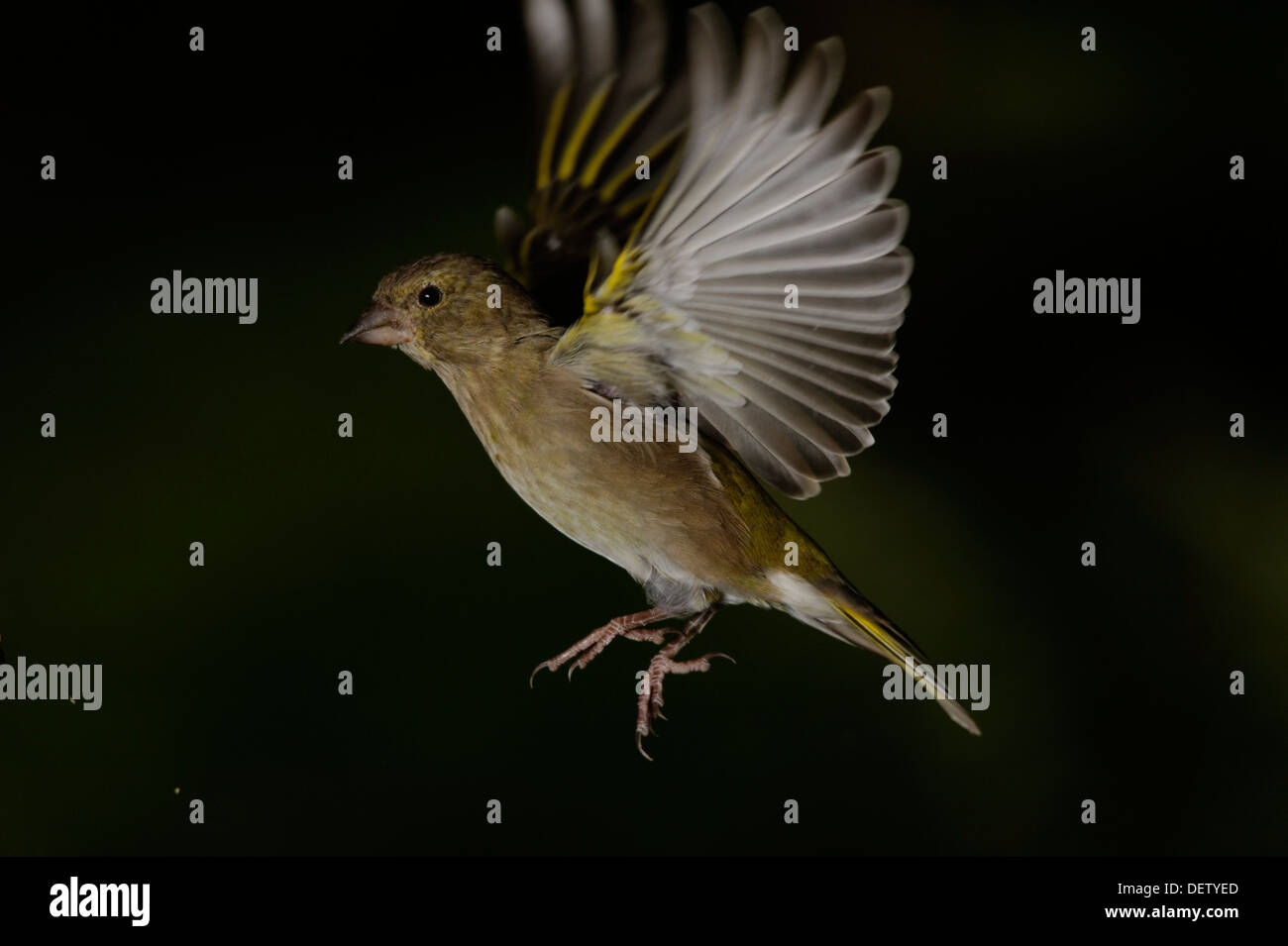 Welsh Garden birds : Flying greenfinch Stock Photo - Alamy