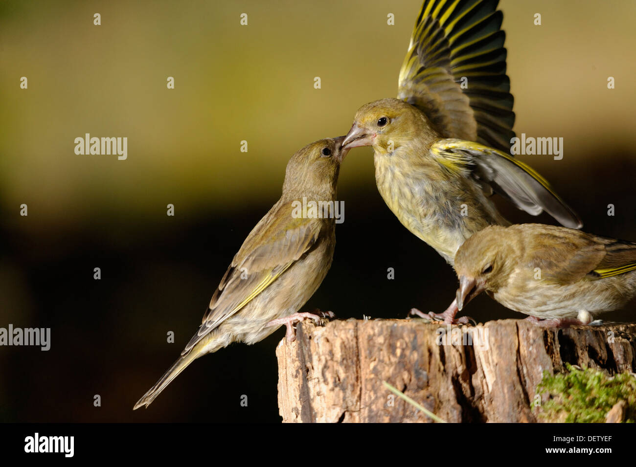 Welsh Garden birds : Some green finches competetively looking for food ...