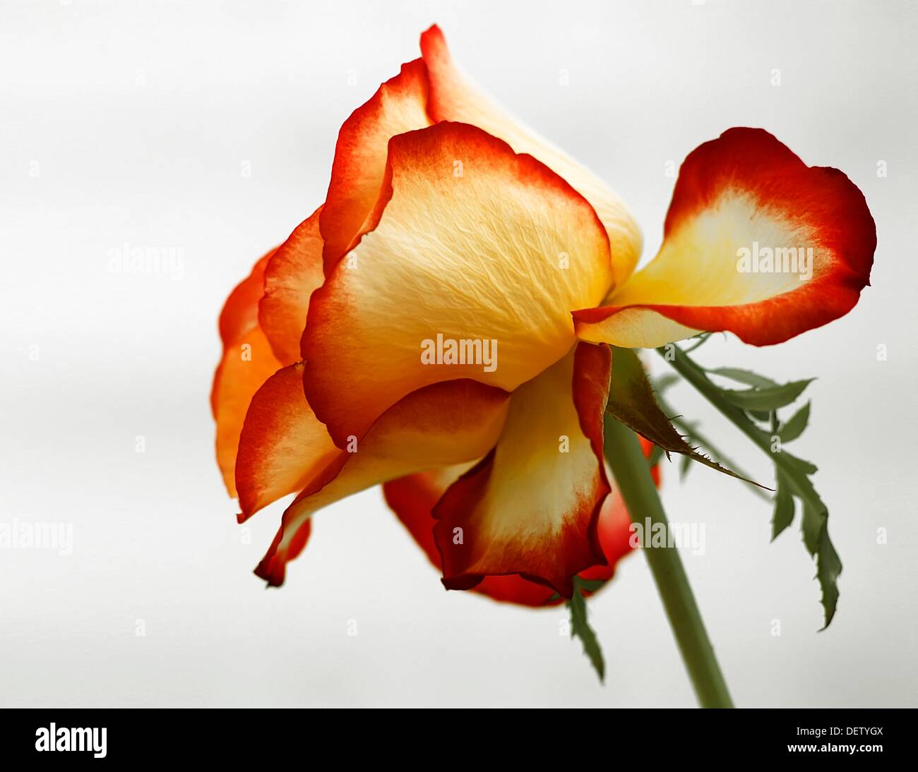 Faded Red And Yellow High Resolution Stock Photography and Images - Alamy