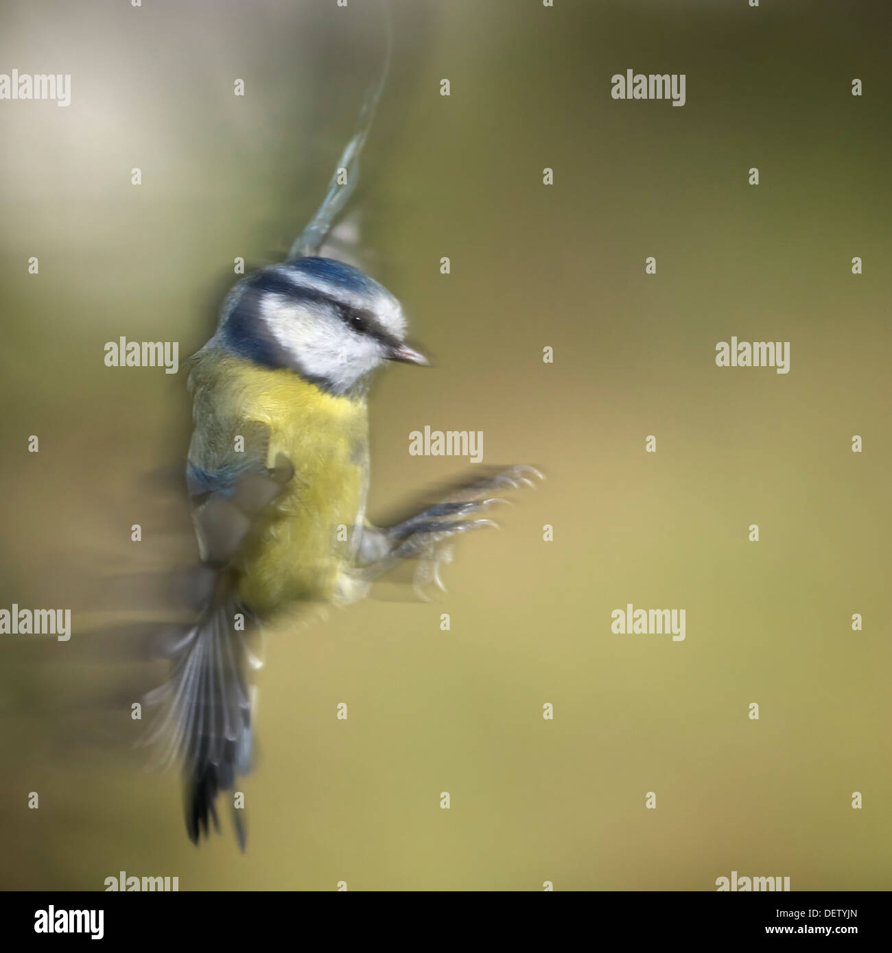 Welsh Garden birds :A blue tit iin flight about to land Stock Photo - Alamy