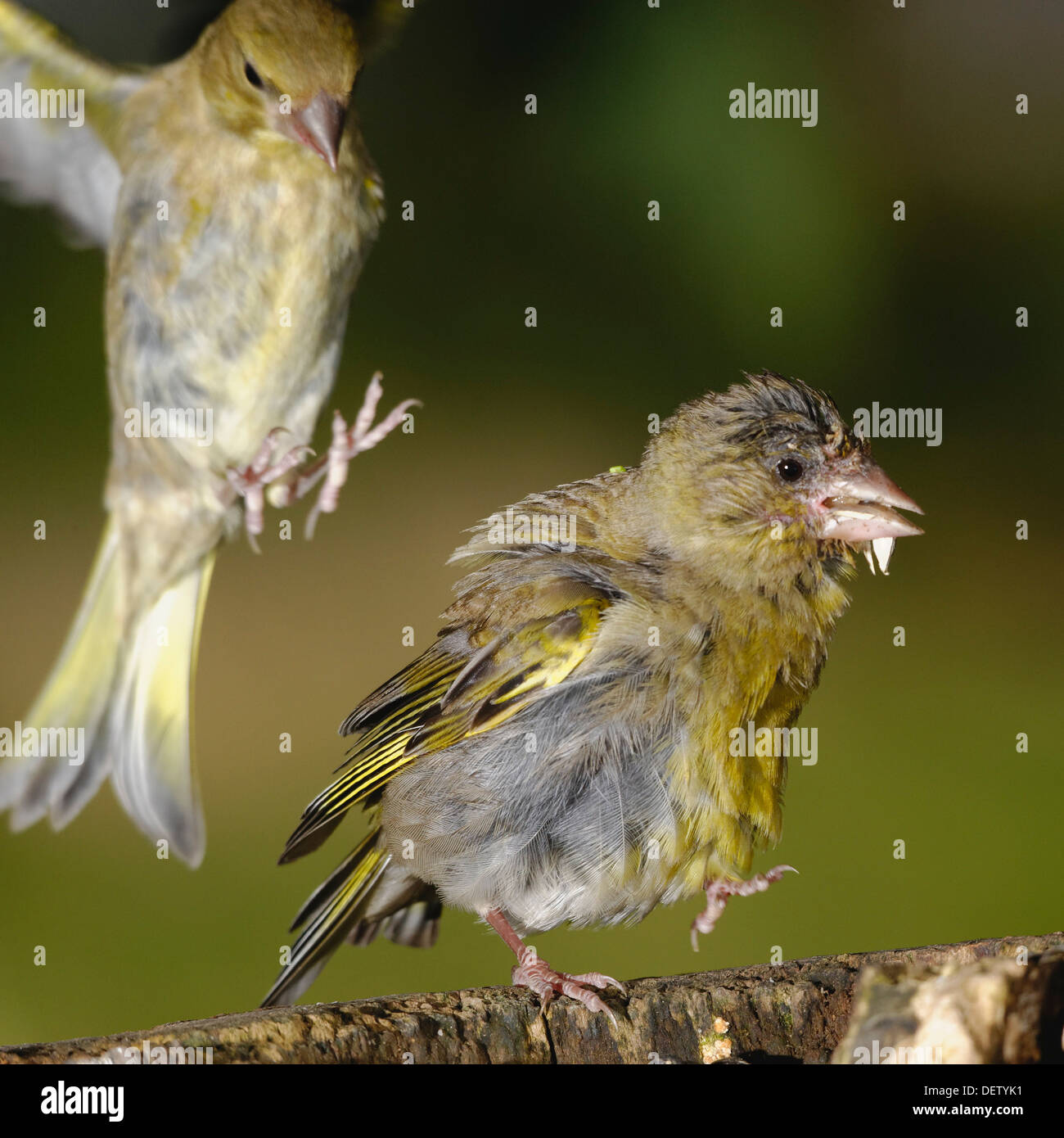 Welsh Garden birds : "Look begind you" Greenfinch landing on log ...