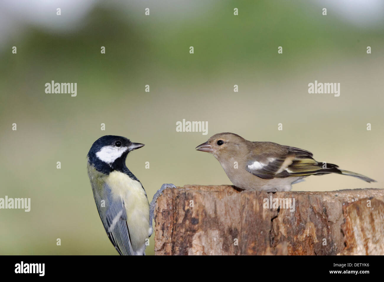 Welsh Garden birds Stock Photo - Alamy
