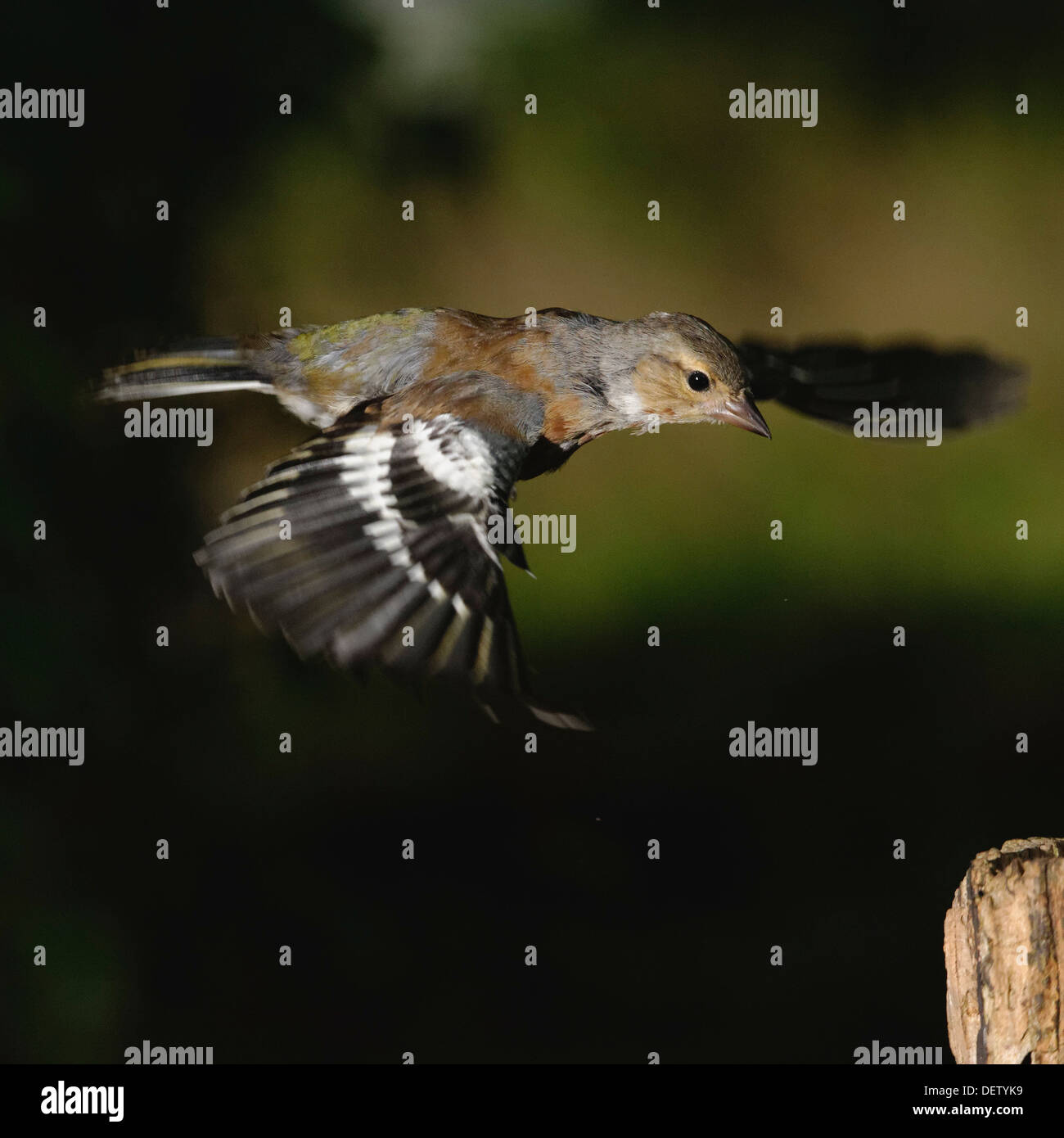 Garden birds north wales hi-res stock photography and images - Alamy