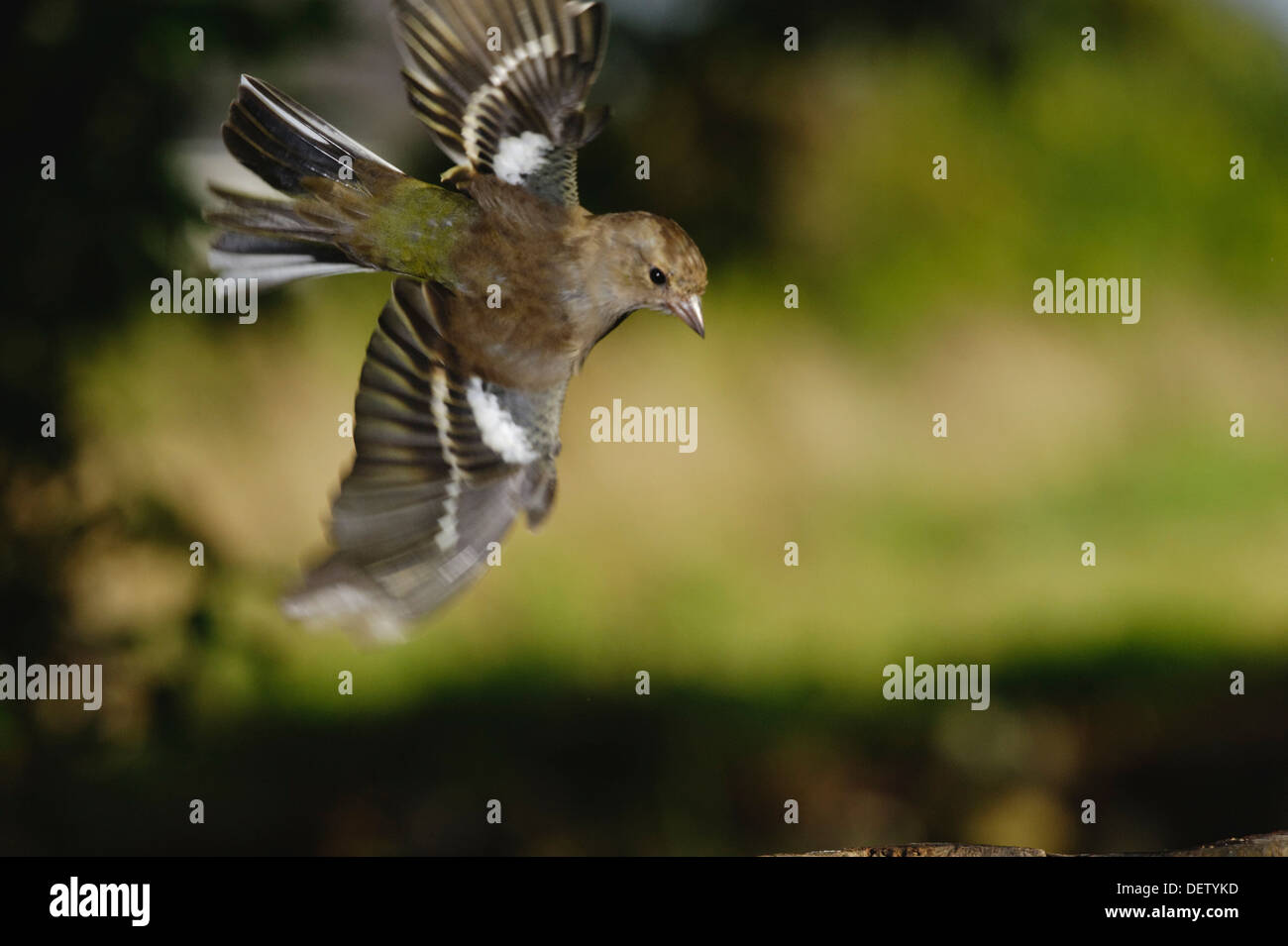 Idenfification hi-res stock photography and images - Alamy