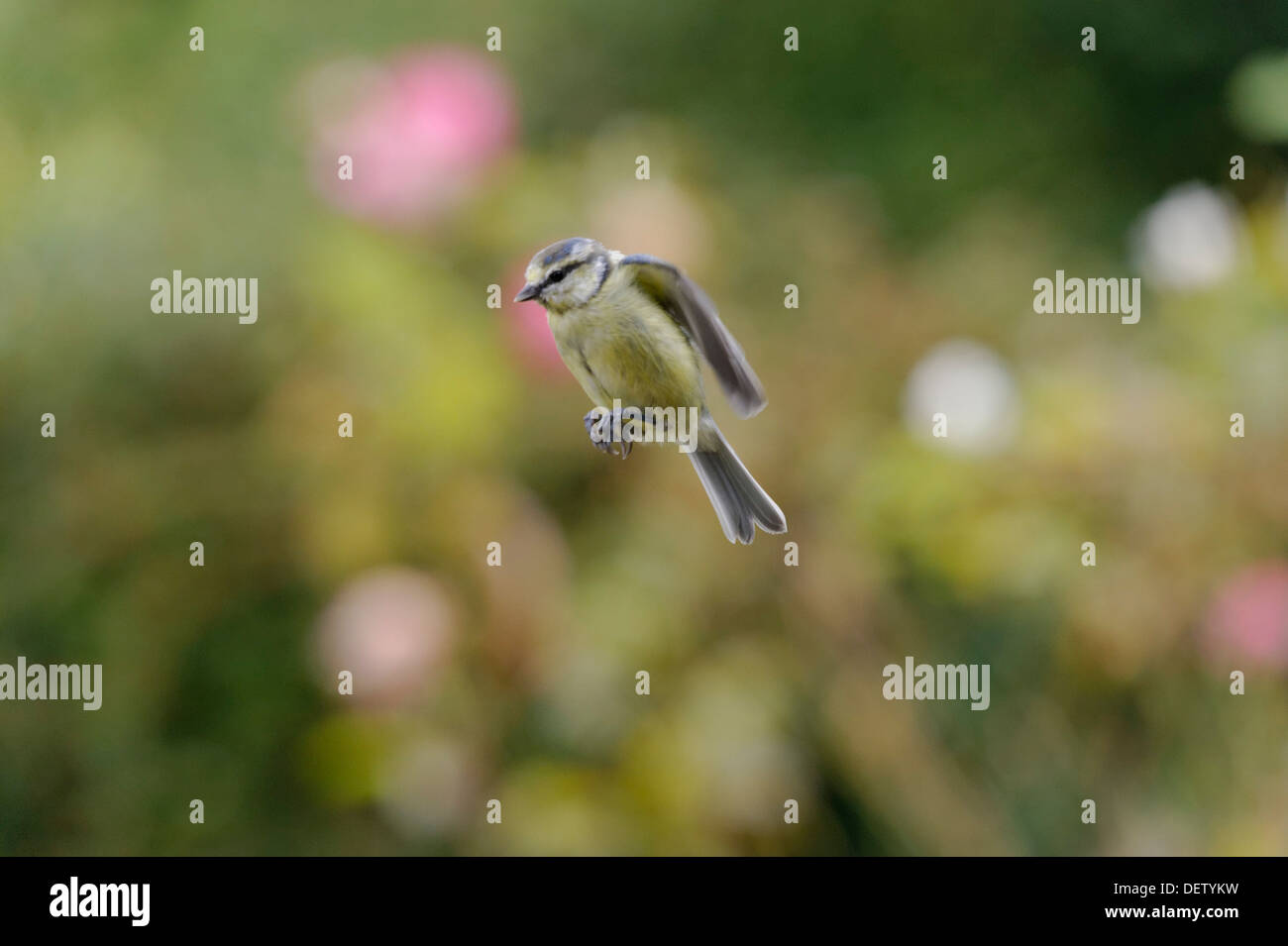 Welsh Garden birds : flying blue to about to land Stock Photo - Alamy
