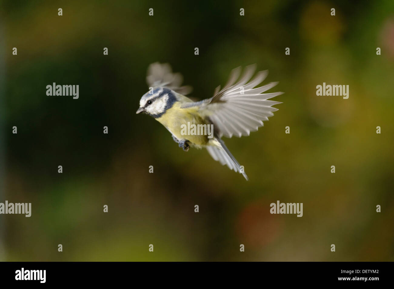Welsh Garden birds : Blue tit flying against a woodland background ...