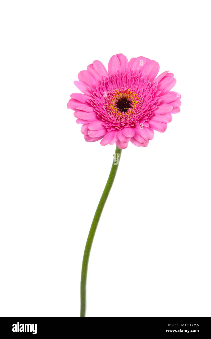 Circle spring white pink Cut Out Stock Images & Pictures - Alamy