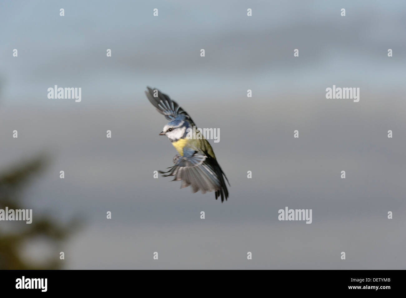 Welsh Garden birds : Flying blue tit Stock Photo - Alamy