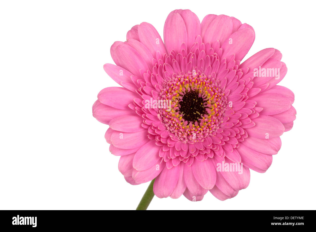 Gerbera head hi-res stock photography and images - Alamy