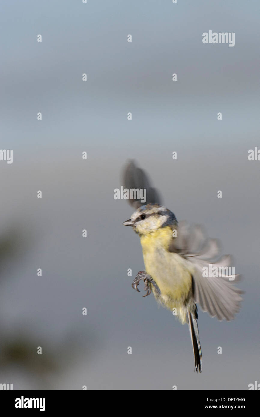 Welsh Garden birds : Flying Blue tit landing Stock Photo - Alamy