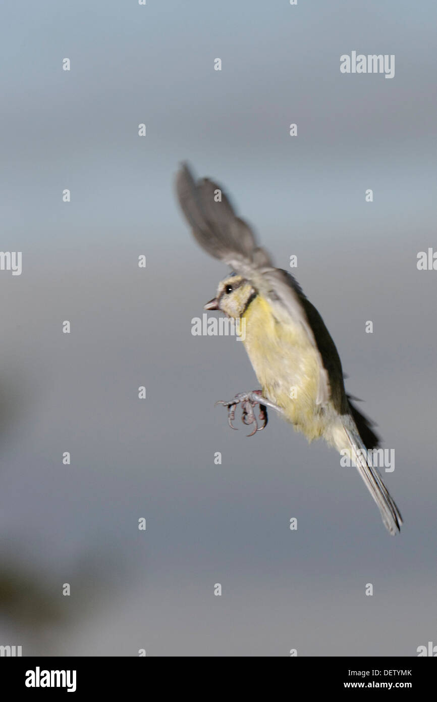 Welsh Garden birds Stock Photo - Alamy