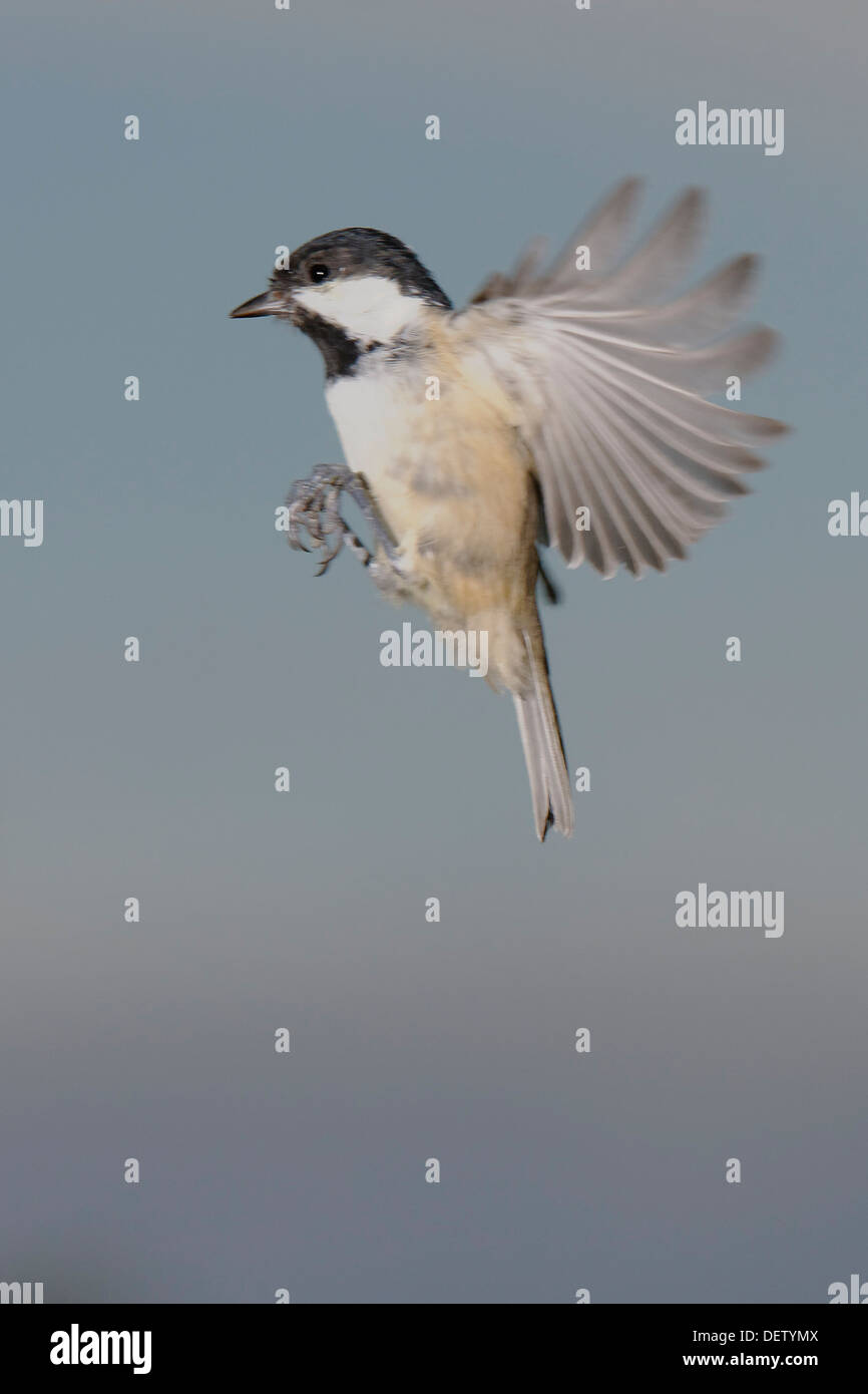 Welsh Garden birds : Coal tit flying toward a feeder Stock Photo - Alamy