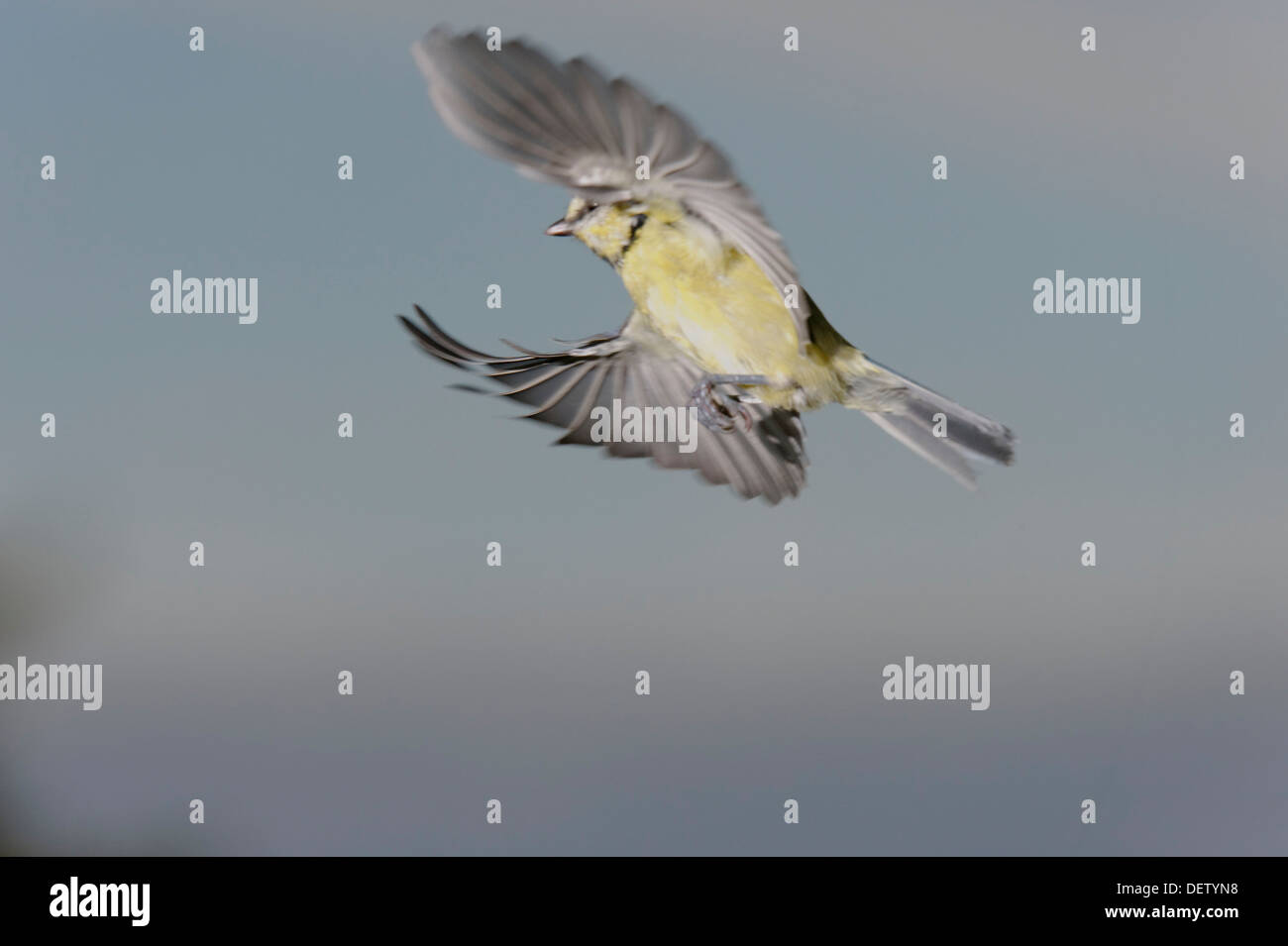 Welsh Garden birds : Flying blue tit slowing down before landing Stock ...