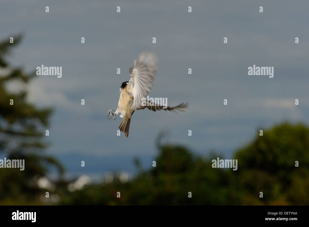 Welsh Garden birds Stock Photo - Alamy