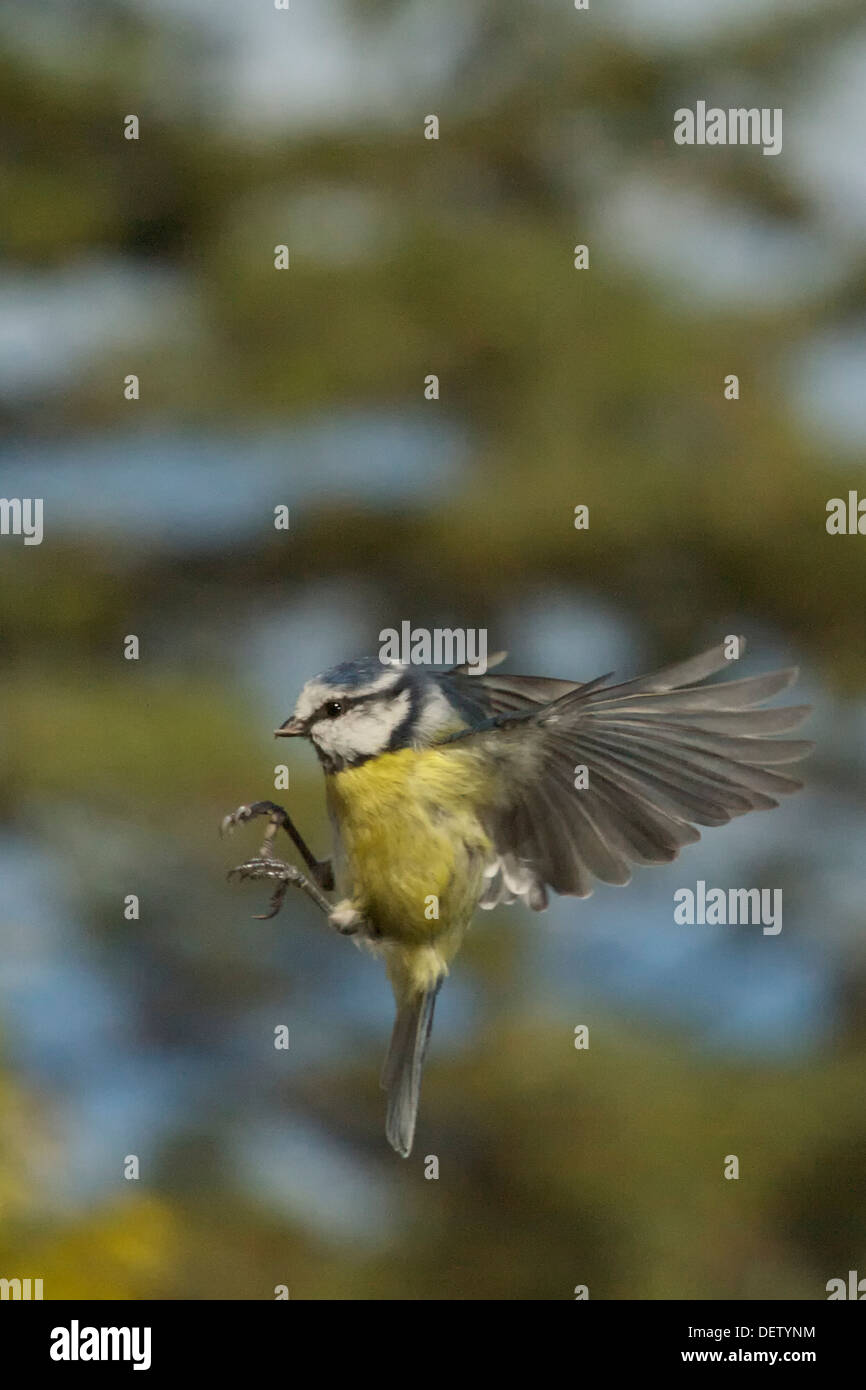 Welsh Garden birds Stock Photo - Alamy