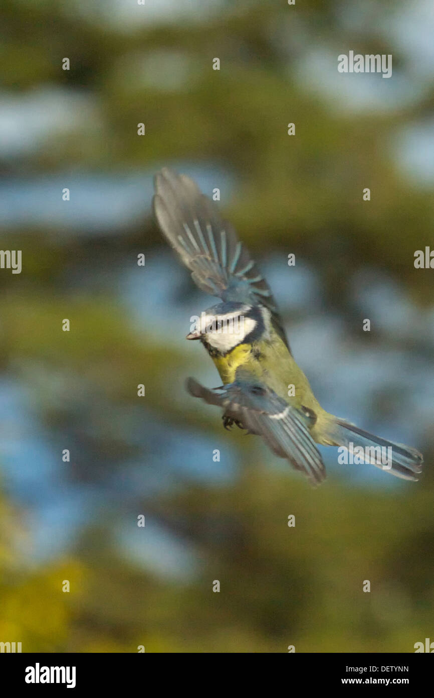 Welsh Garden birds : Blue tit flying against back ground of fir tree ...