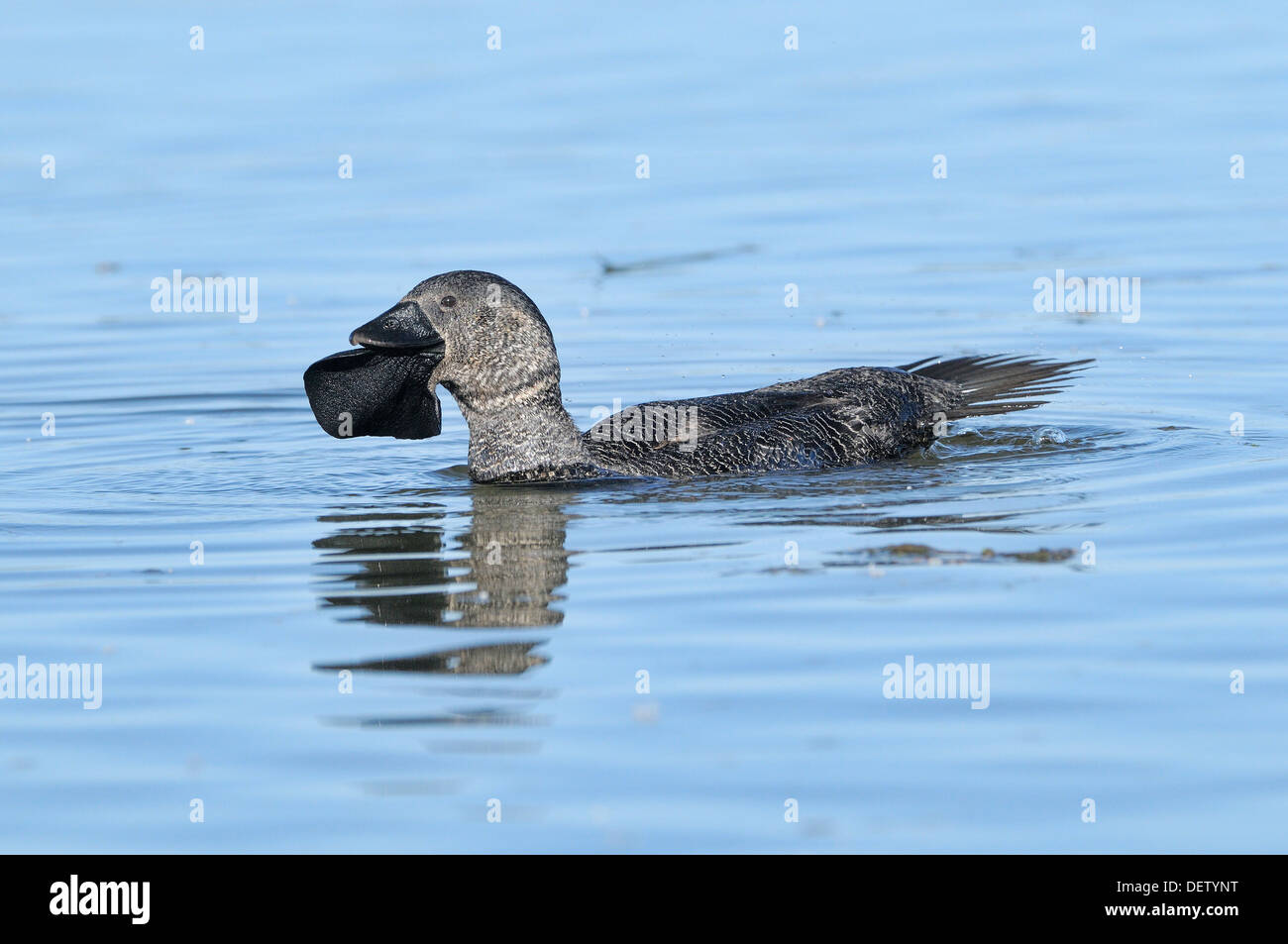 Musk Duck Biziura lobata Male swimming Photographed in Victoria ...