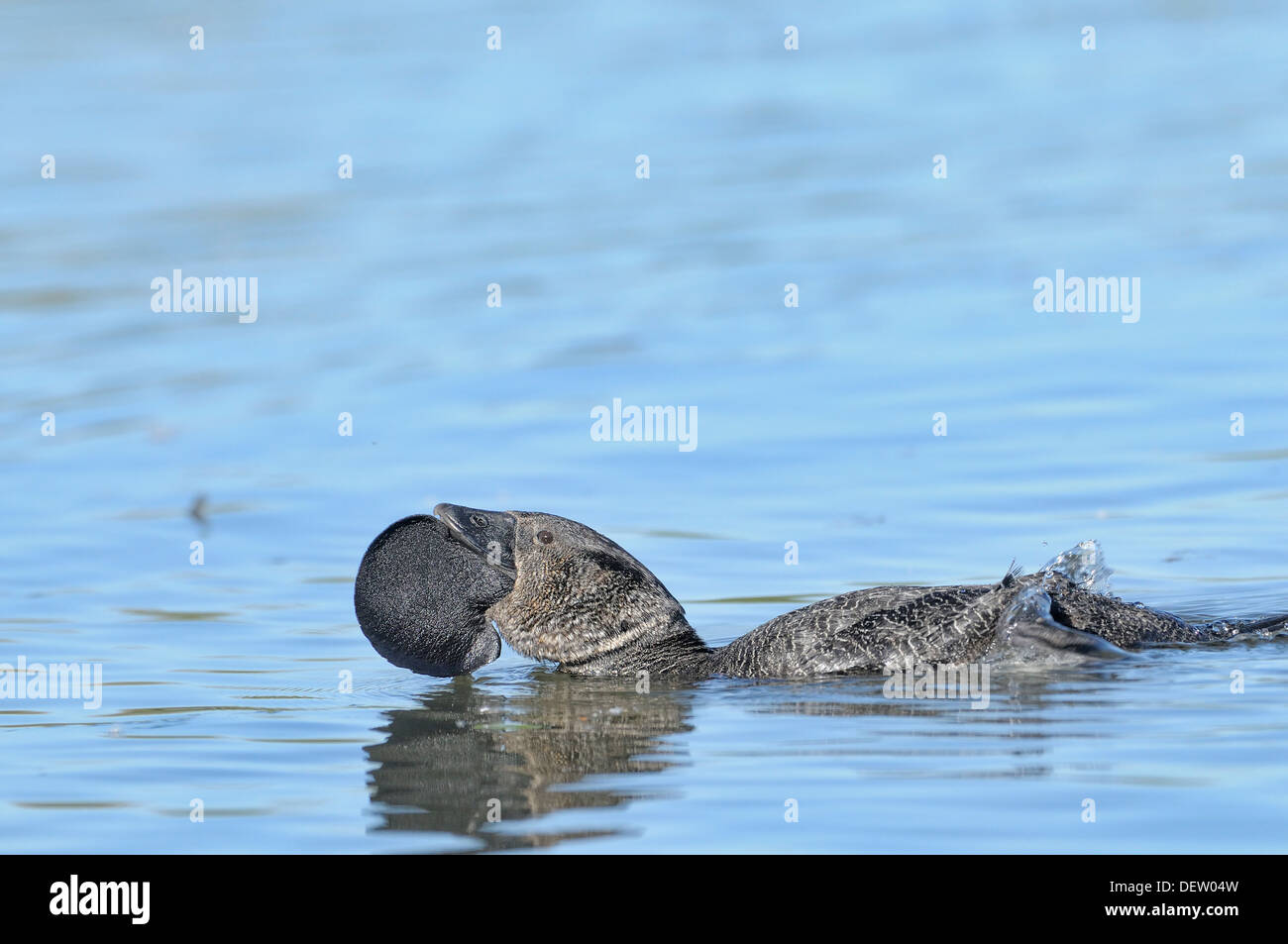 Musk duck australia biziura lobata hi-res stock photography and images ...
