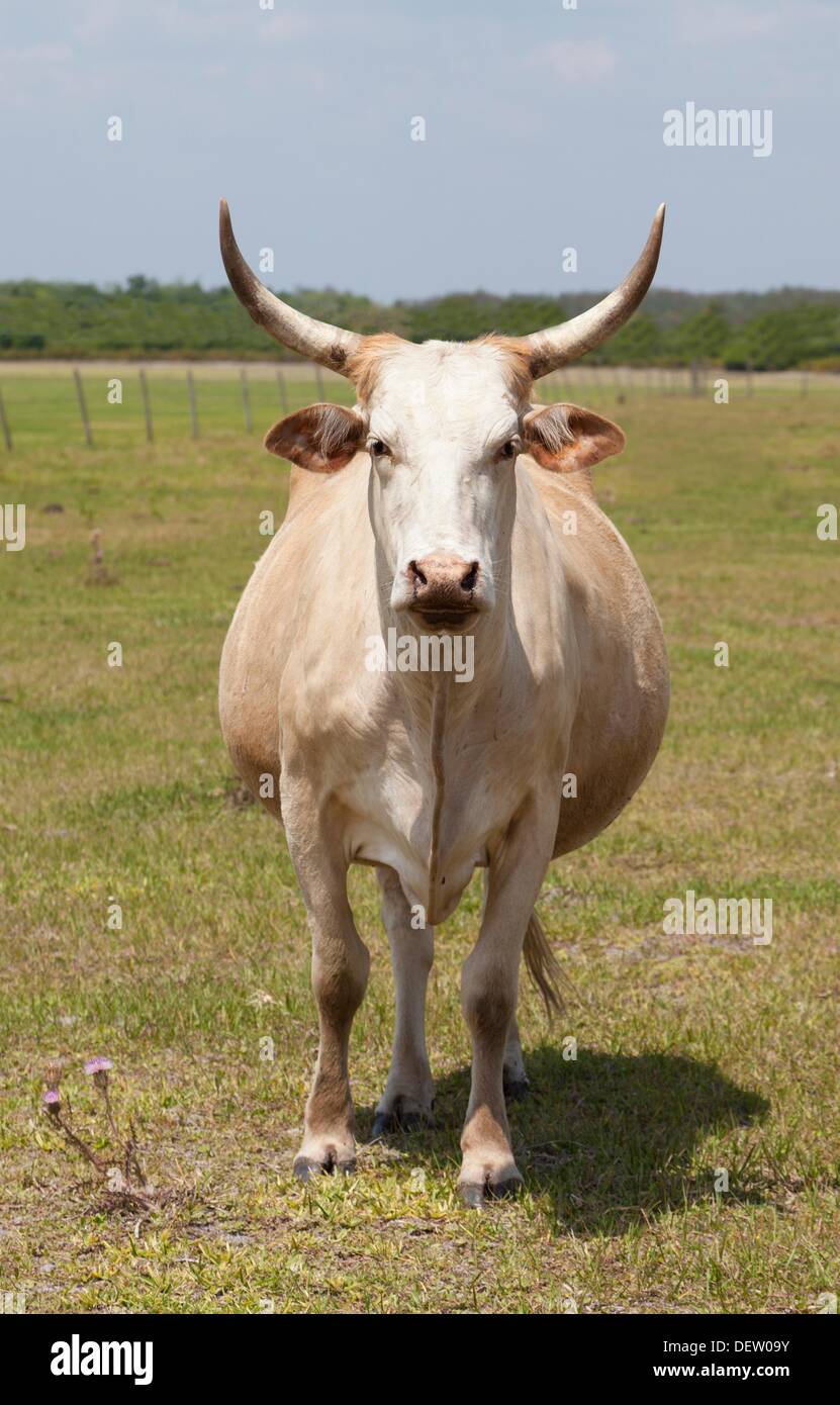 Cracker cattle hi-res stock photography and images - Alamy
