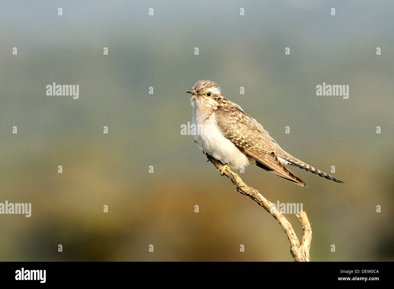 Pallid Cuckoo Cuculus pallidus Photographed in Tasmania Stock Photo - Alamy