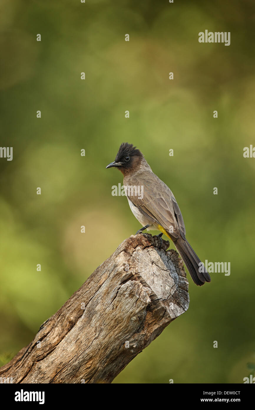 Black eyed bulbul hi-res stock photography and images - Alamy