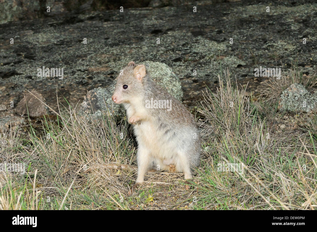 Rufous Bettong Aepyprymnus rufescens Photographed in Victoria ...