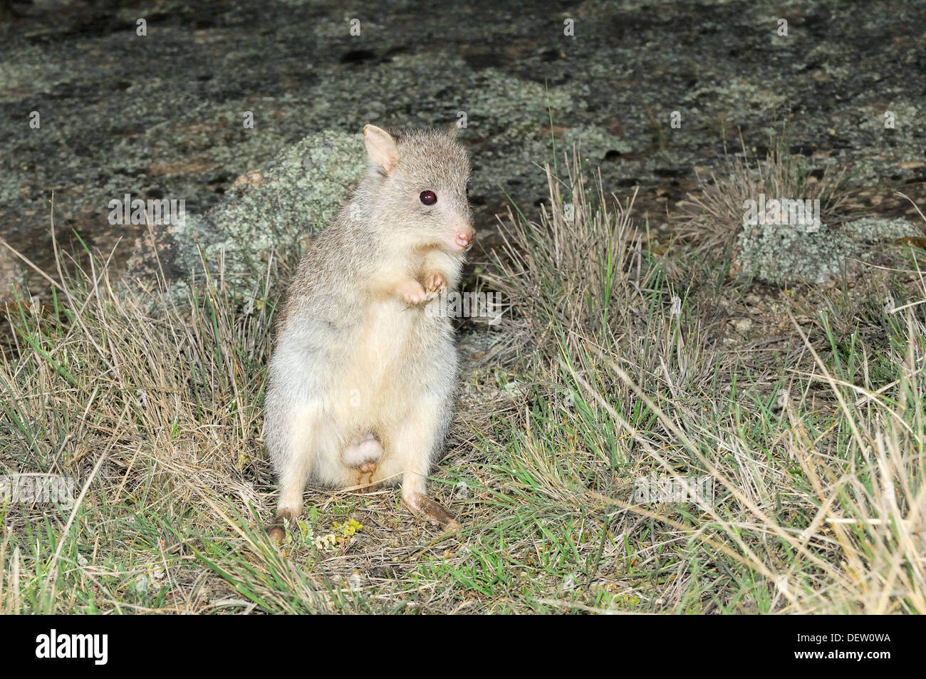 Rufous Bettong Aepyprymnus rufescens Photographed in Victoria ...