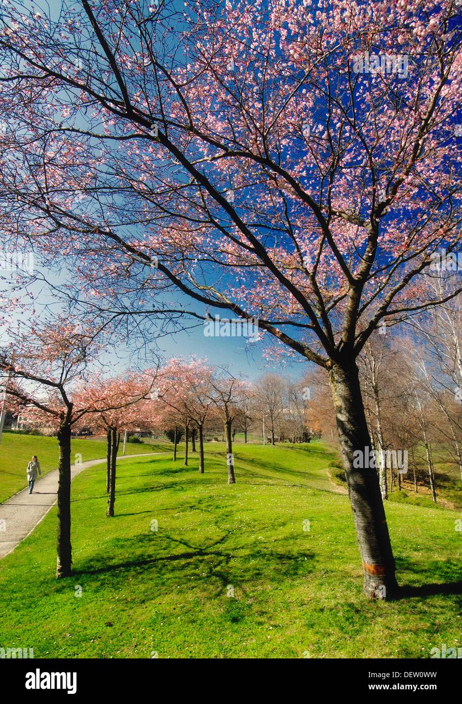 Spring in the park in front of ILO building, Geneva, Switzerland Stock ...