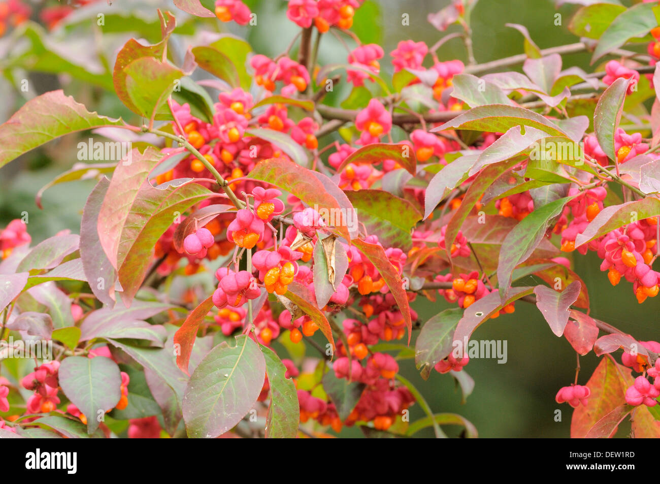 Spindle Euonymus europaeus Red Cascade Close up of berries Photographed ...