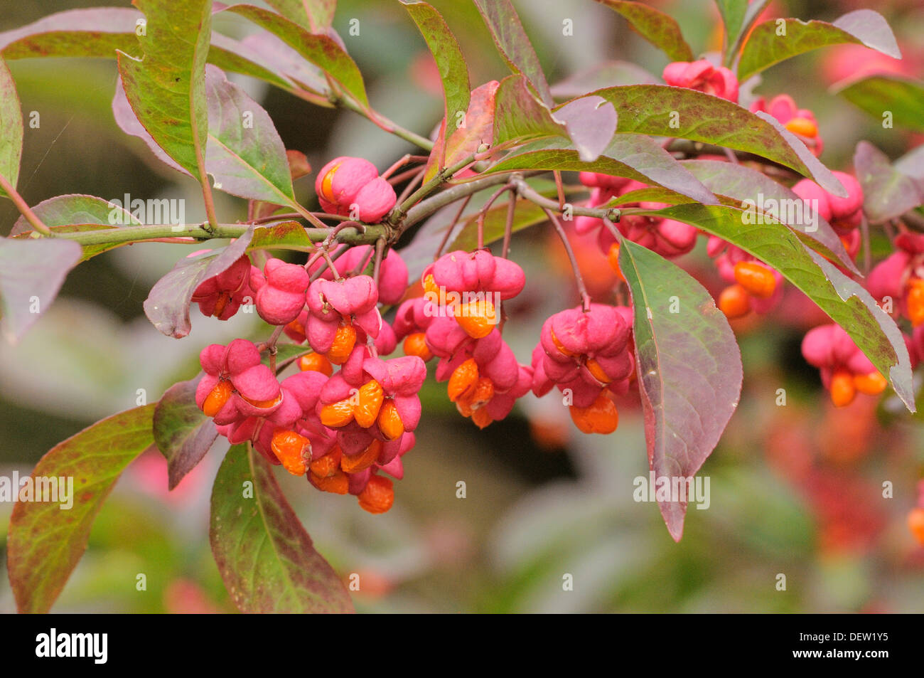 Euonymus europaeus red cascade spindle hi-res stock photography and ...