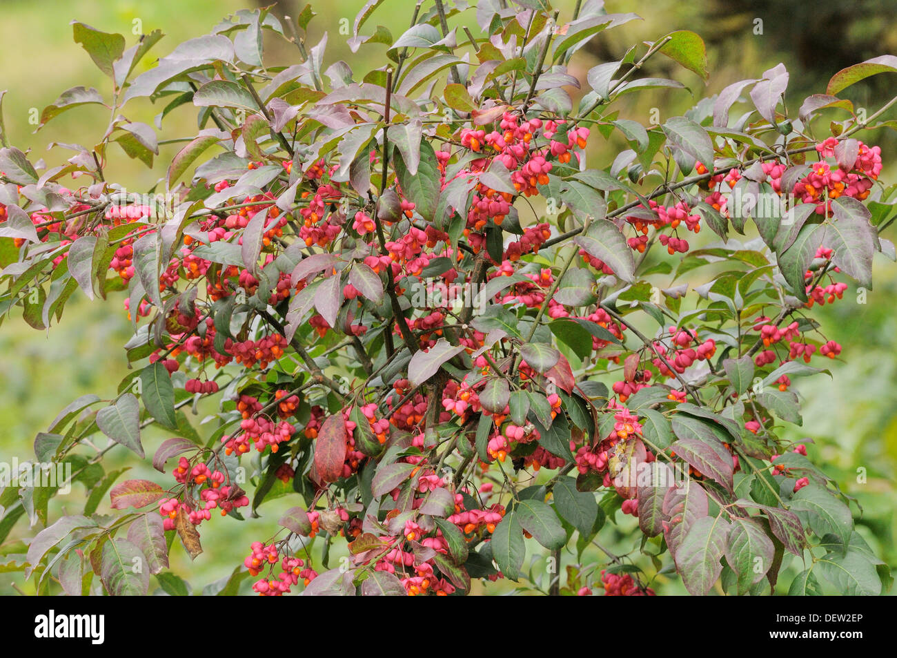 Spindle Euonymus europaeus Red Cascade Close up of berries Photographed ...
