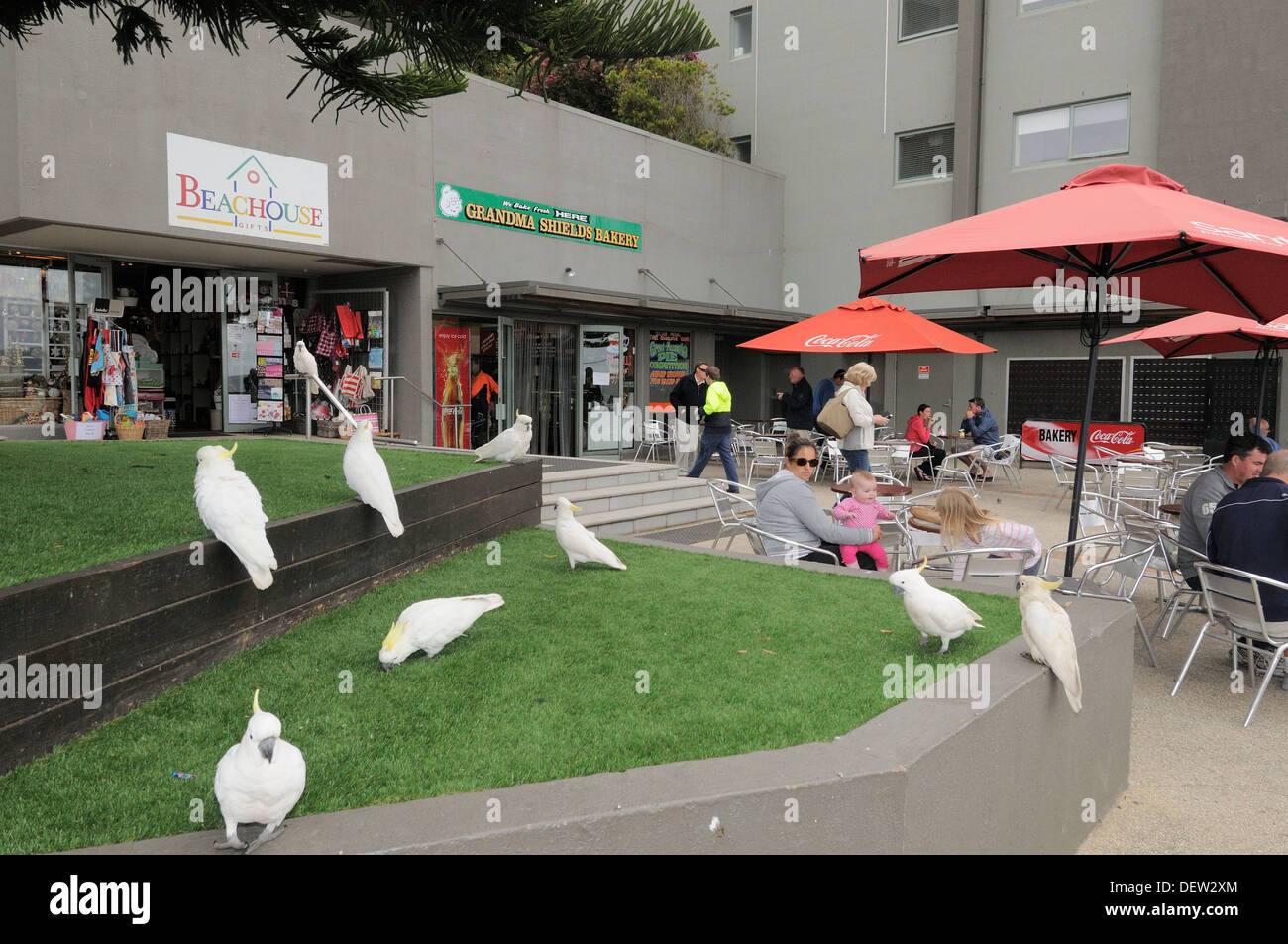 Sulphur-crested Cockatoo Cacatua galerita Flock gathering in seaside ...