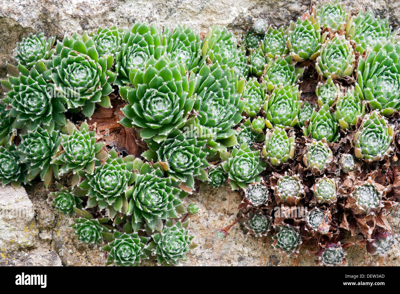 Houseleek Plant Stock Photos & Houseleek Plant Stock Images - Alamy
