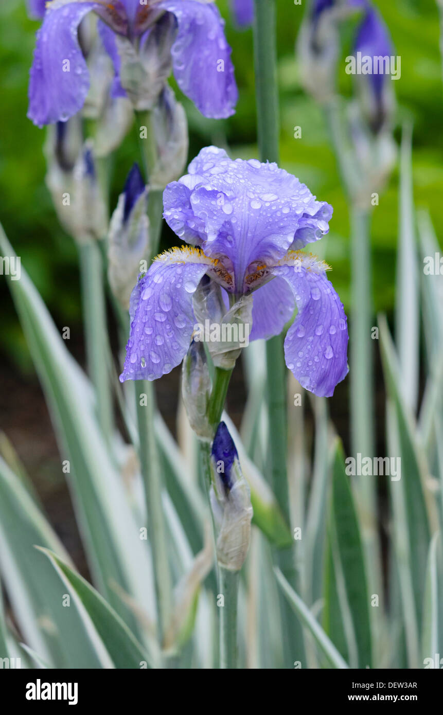 Fringed iris (Iris japonica 'Variegata' Stock Photo - Alamy