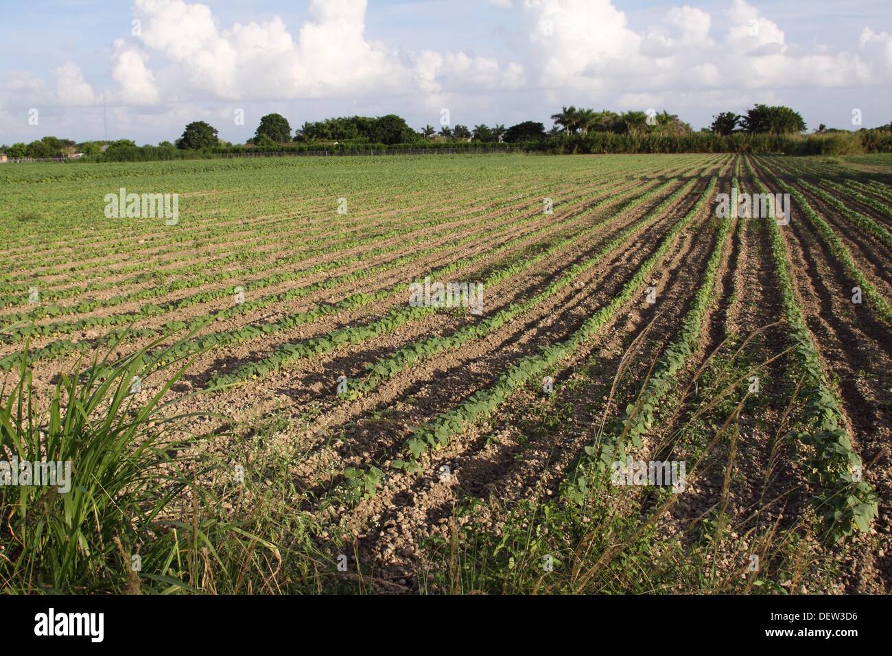 Rural miami hi-res stock photography and images - Alamy