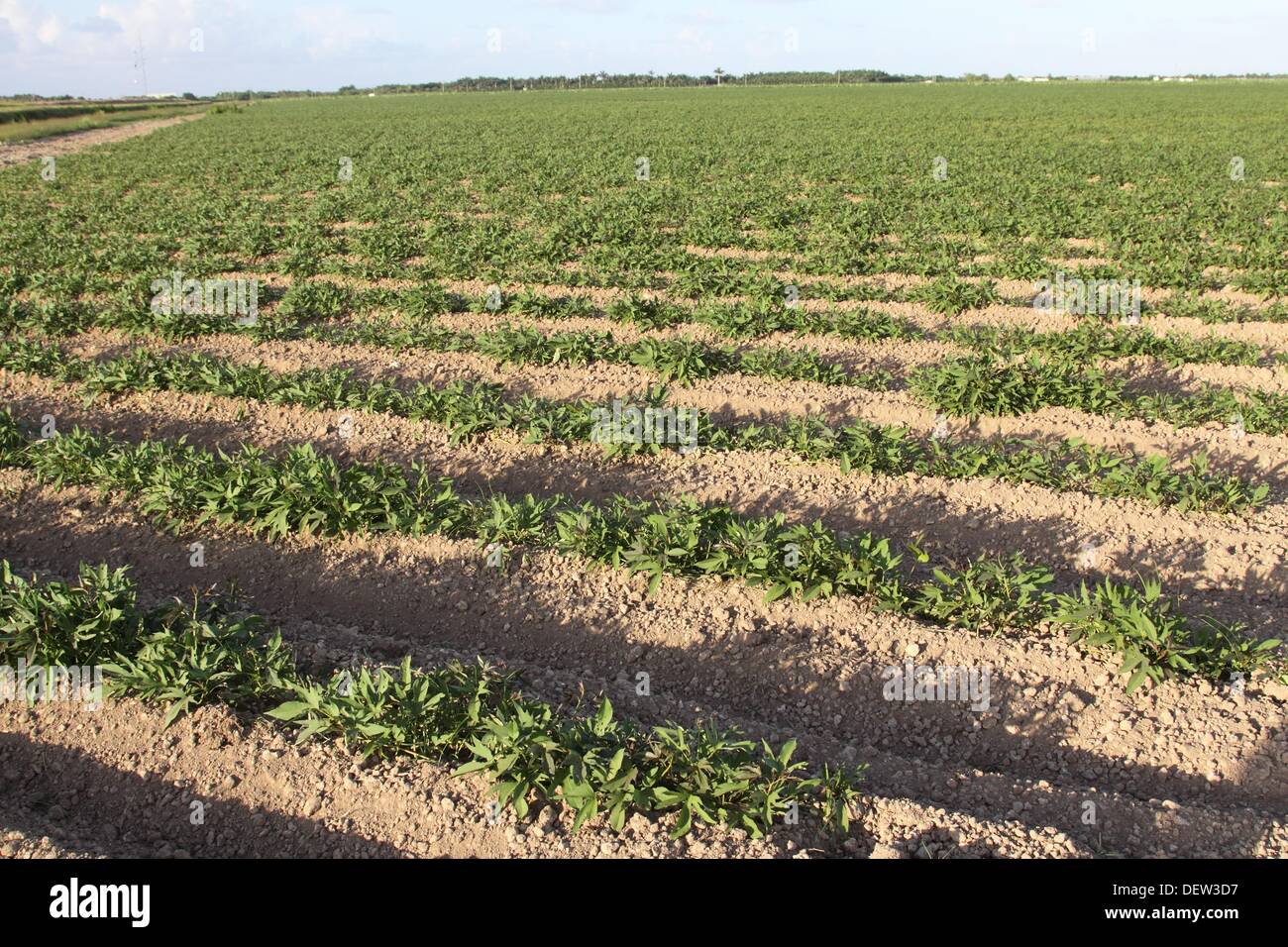 Rural miami hi-res stock photography and images - Alamy