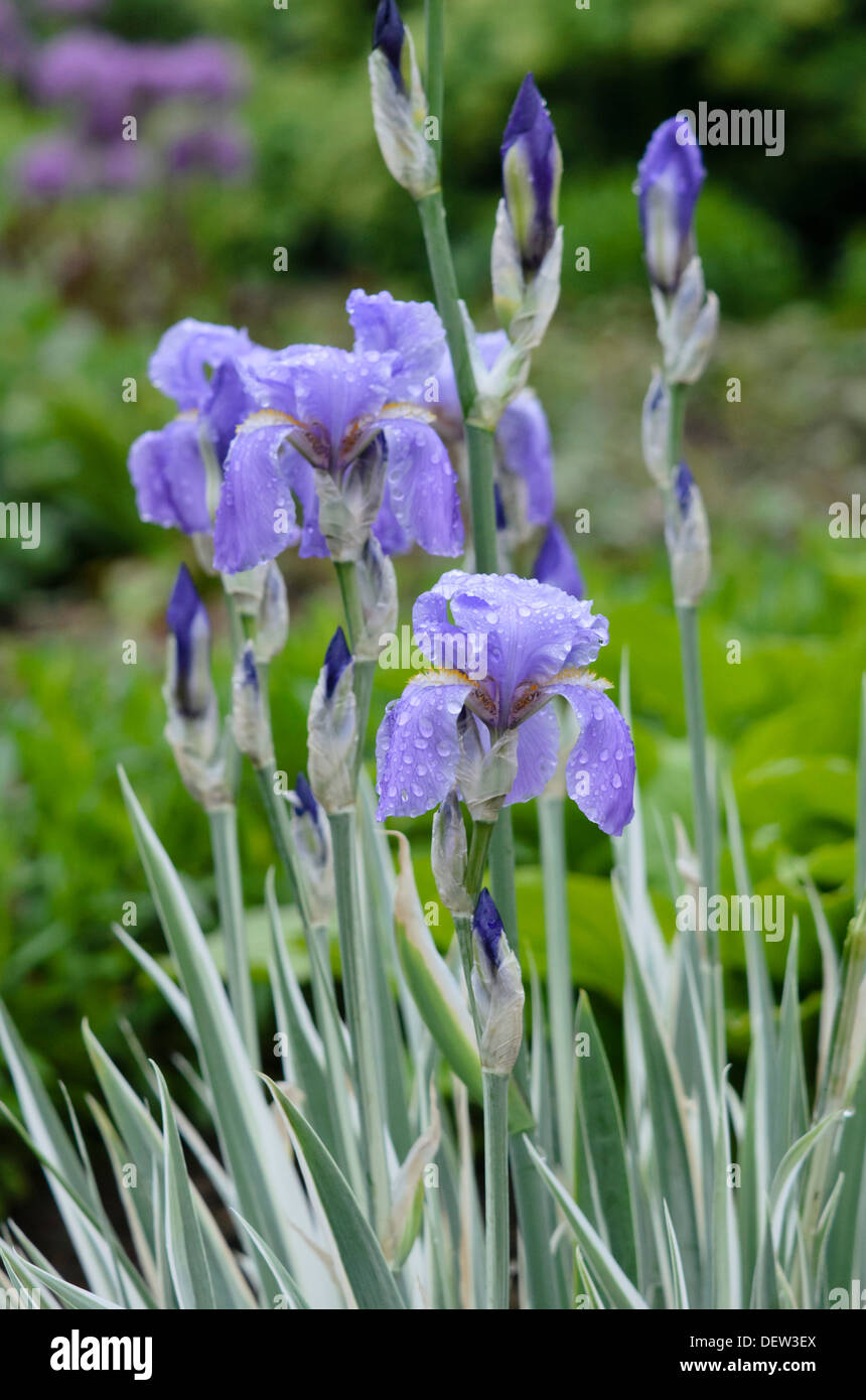 Fringed iris (Iris japonica 'Variegata' Stock Photo - Alamy