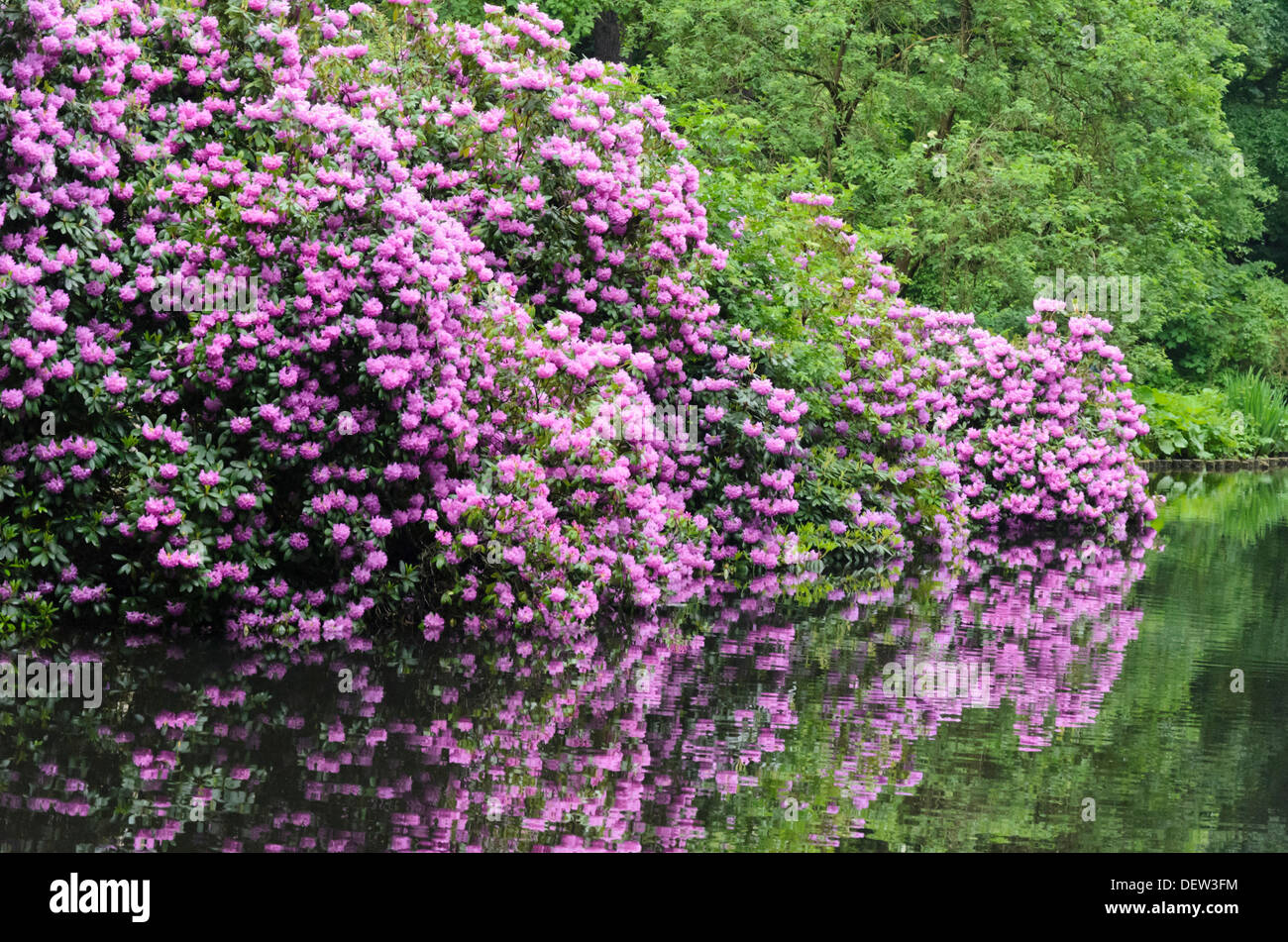 Rhododendron reflections hi-res stock photography and images - Alamy