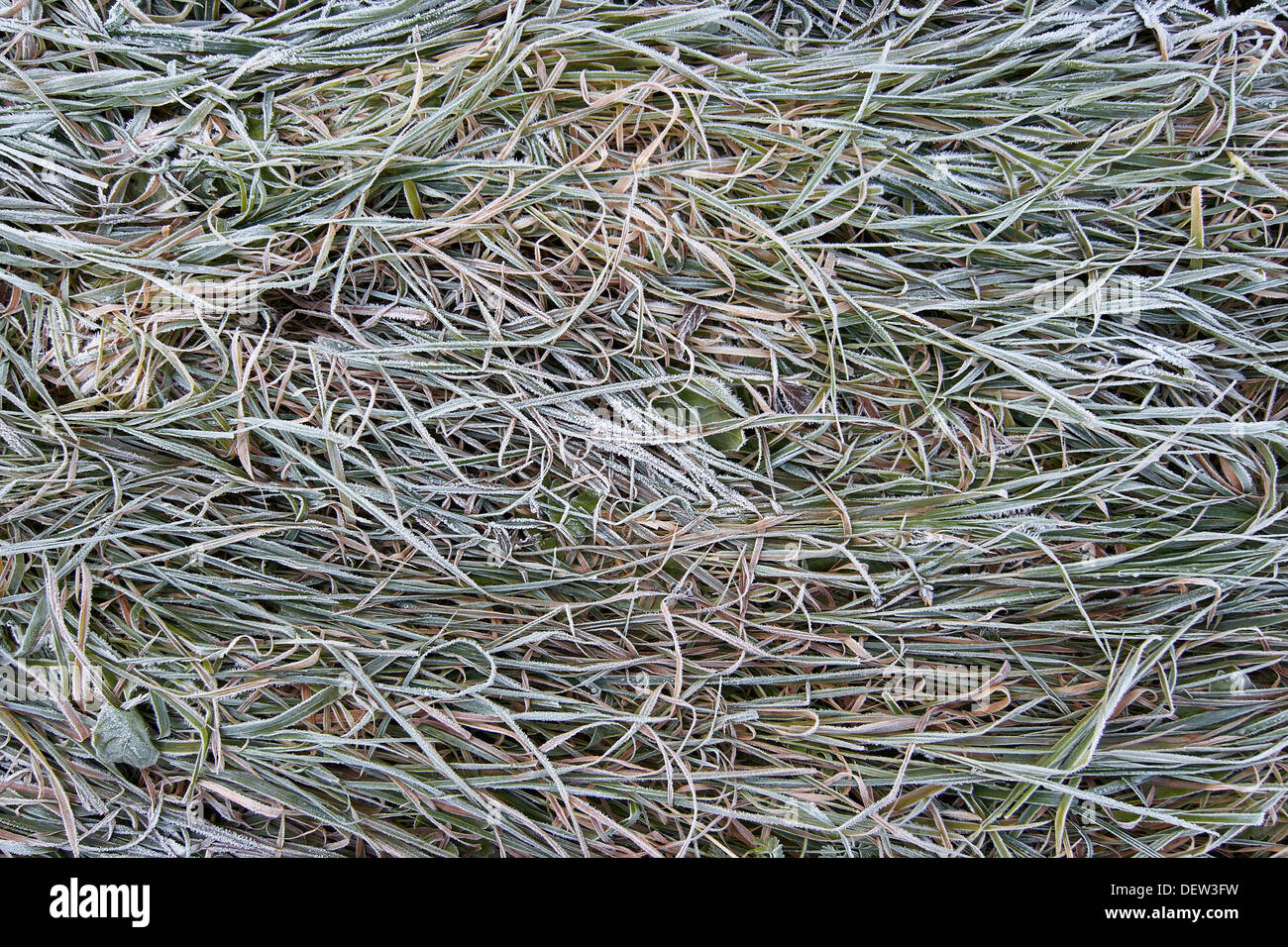 grass covered of rimefrost - ground frost Stock Photo - Alamy