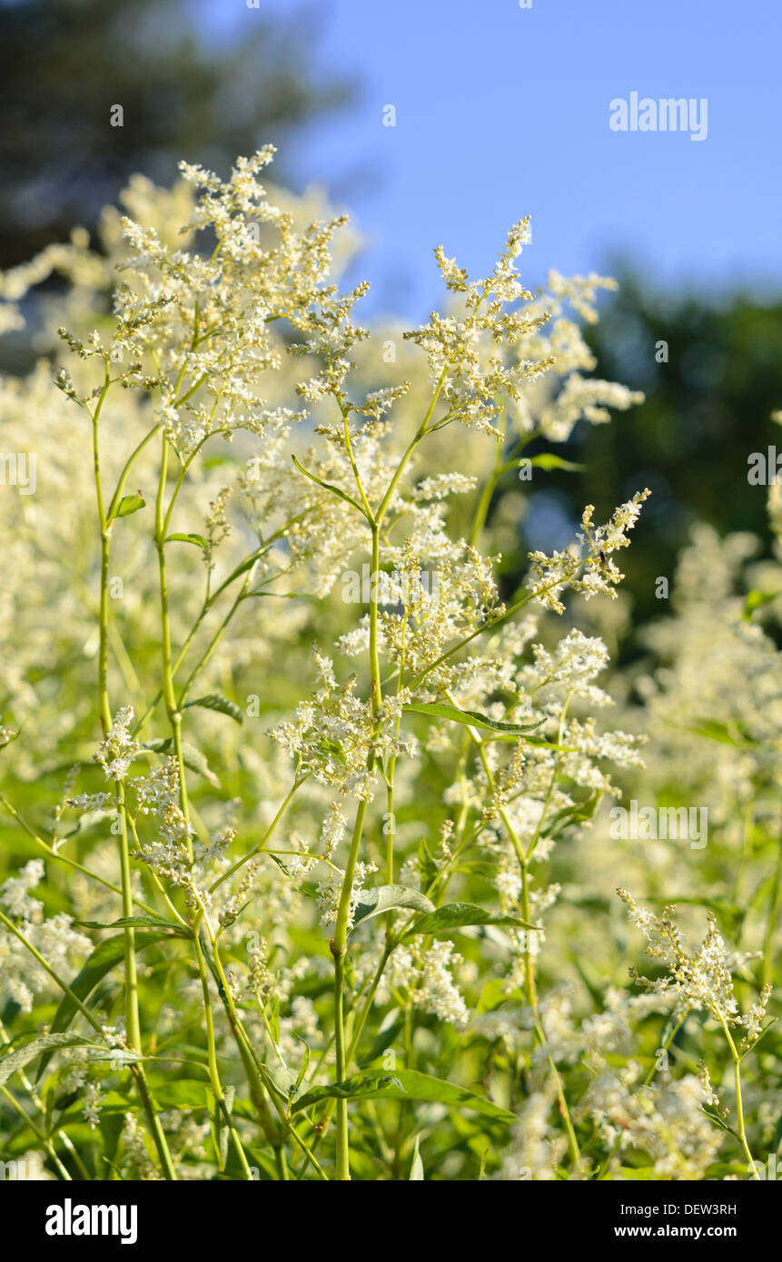 Alpine knotweed (Aconogonon alpinum syn. Polygonum alpinum Stock Photo ...