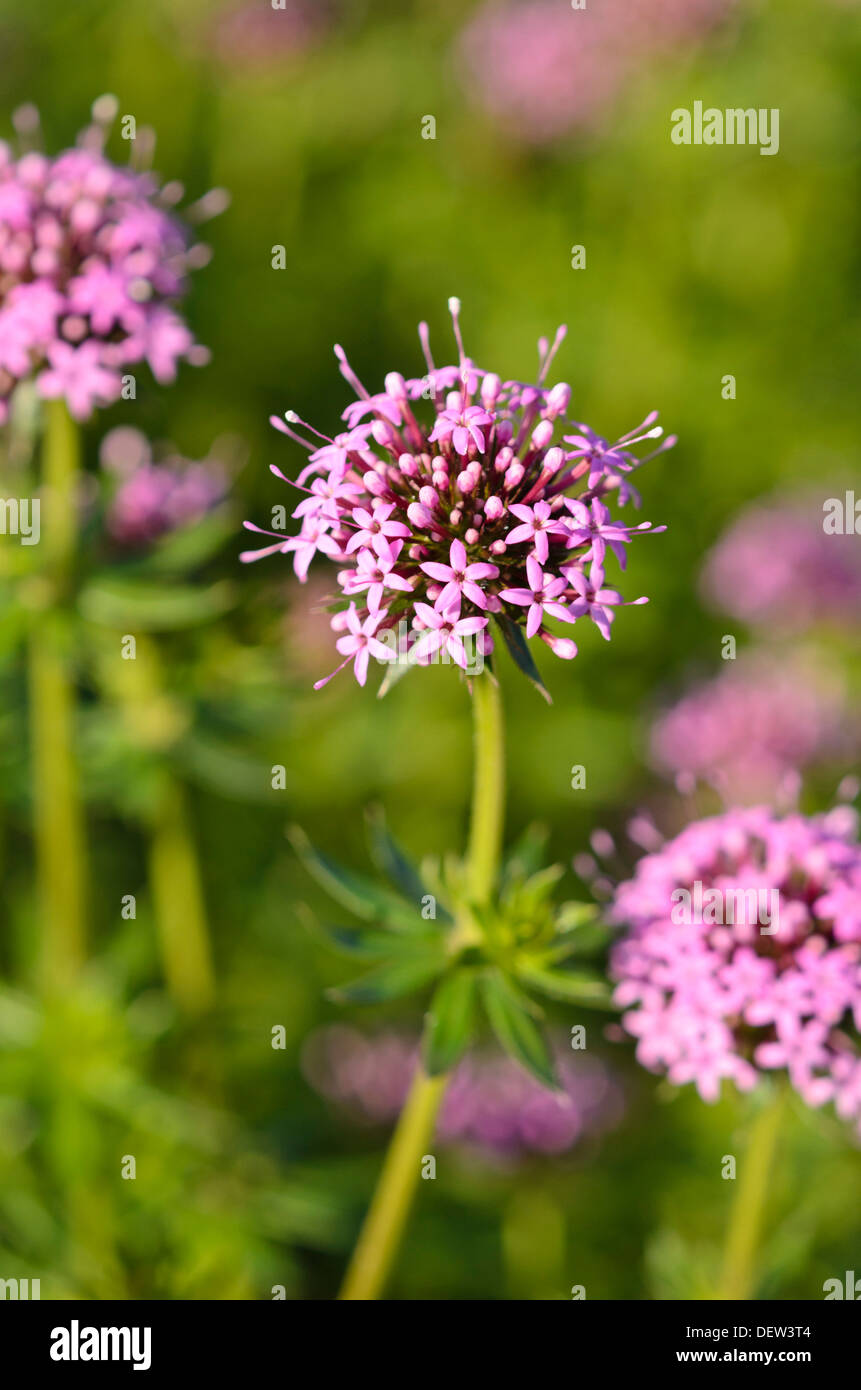 Stylosa hi-res stock photography and images - Alamy