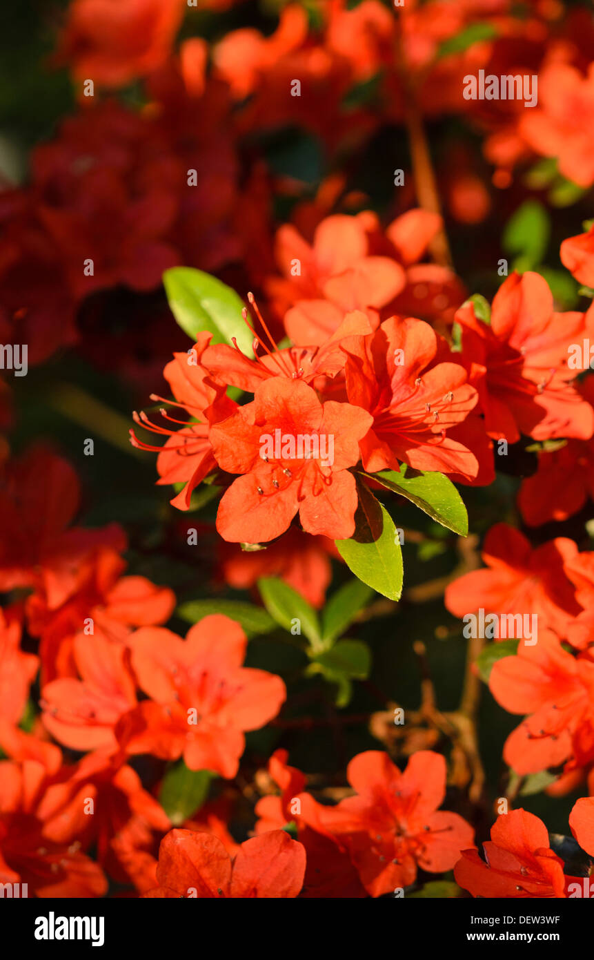 Rhododendron x obtusum hi-res stock photography and images - Alamy
