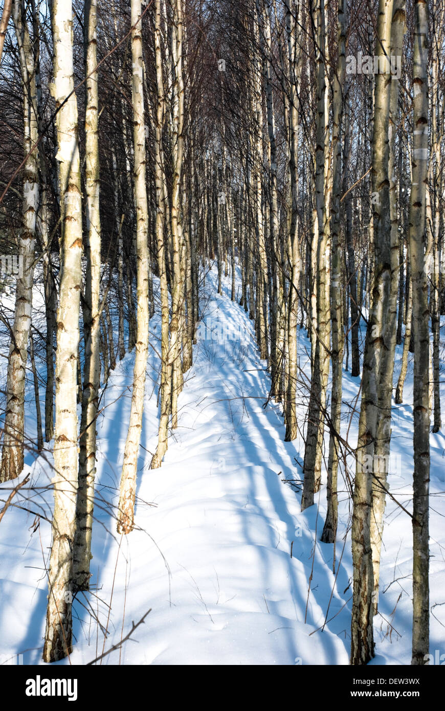 Cool birch hi-res stock photography and images - Alamy